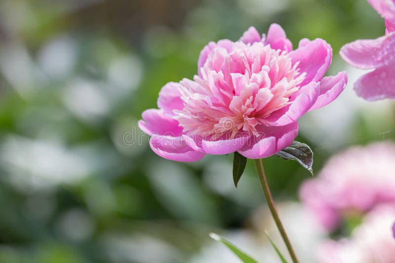 Peony in the Sunlight Int he Backyard Garden Stock Image - Image of ...