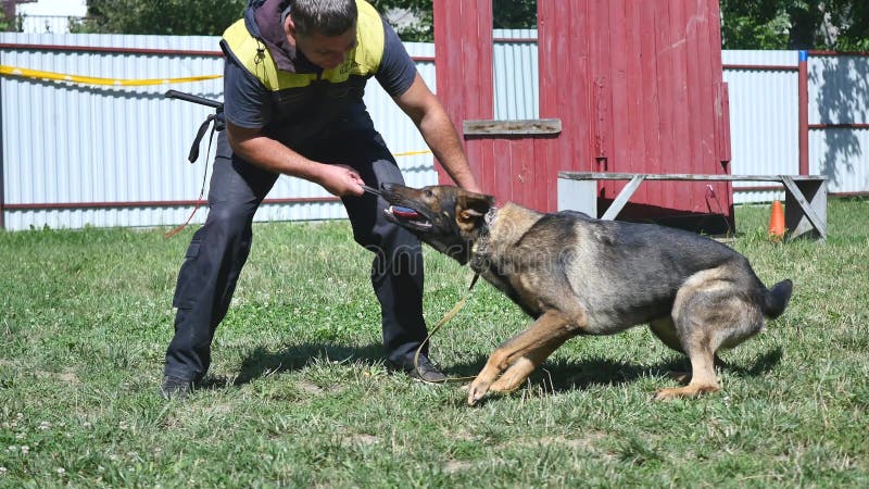 People and Animals, Man Working As Dog Trainer Stock Photo - Image of ...