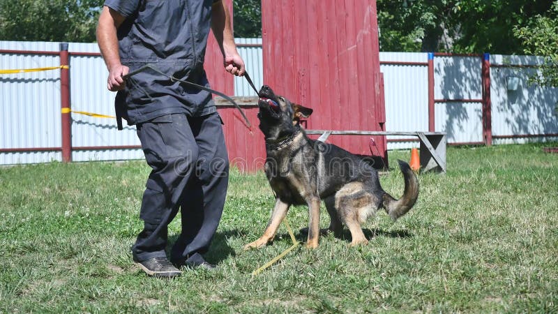 People and Animals, Man Working As Dog Trainer Stock Image - Image of ...