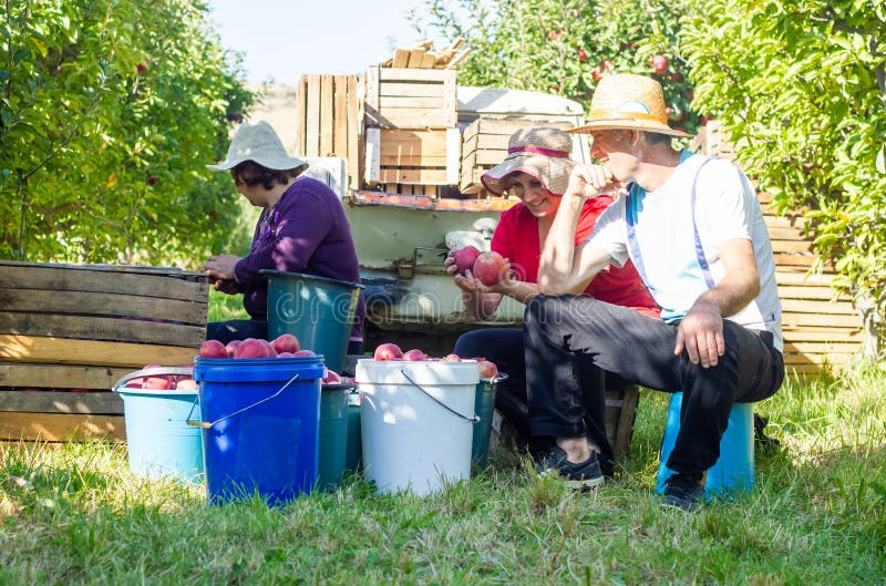 People in Apple Orchard are Sorting Apples Stock Image - Image of berry ...