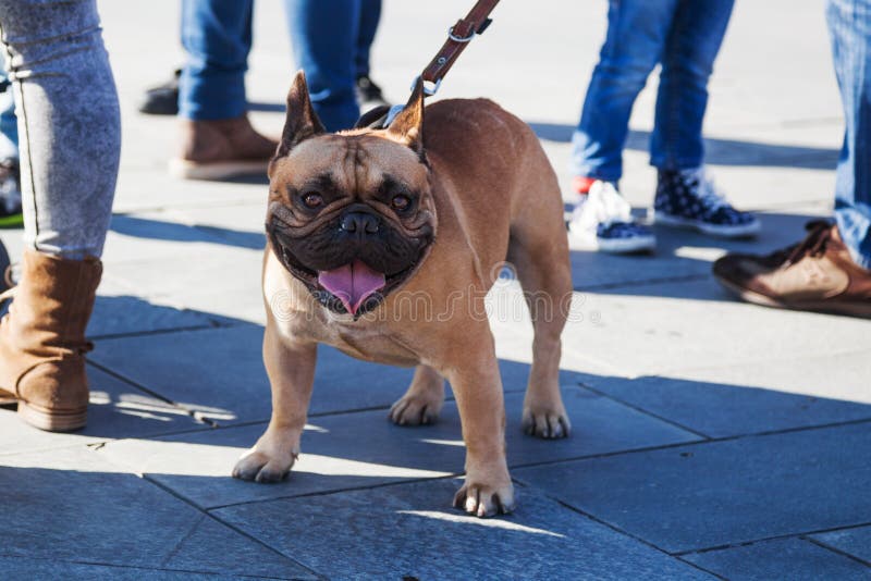 People with a bulldog stock photo. Image of square, sidewalk - 35059534