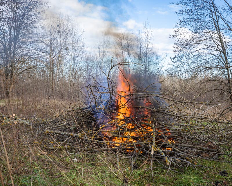 People Burn Dry Tree Branches in the Forest. Stock Photo - Image of ...