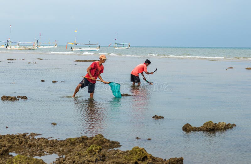 People Catch Fish Using Poison from the Roots of the Tuba Plant or ...
