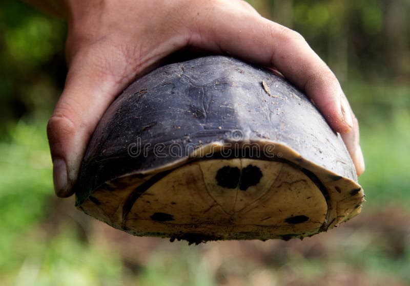 People Catch Turtles for Food. Human Pet Turtle Stock Photo - Image of ...