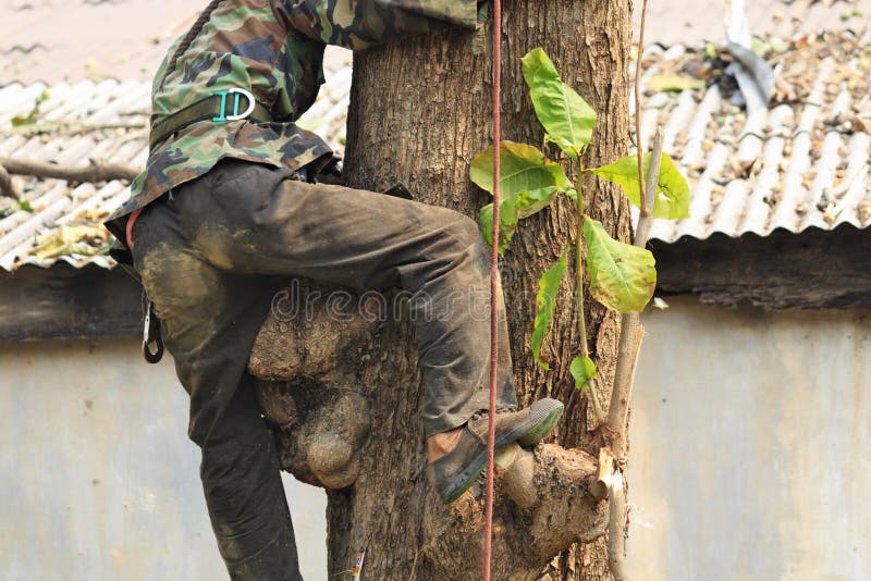 People are Cutting Down Trees with a Chainsaw Engine Stock Photo ...