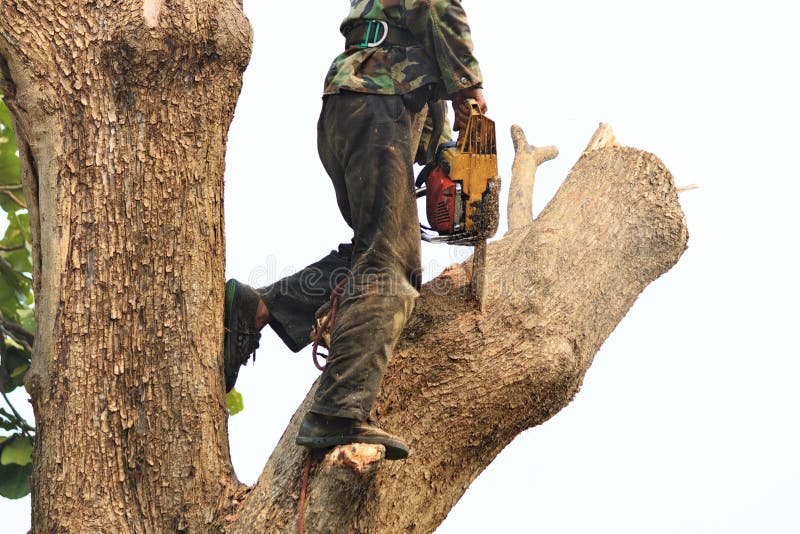 265 People Cutting Down Trees Stock Photos - Free & Royalty-Free Stock ...