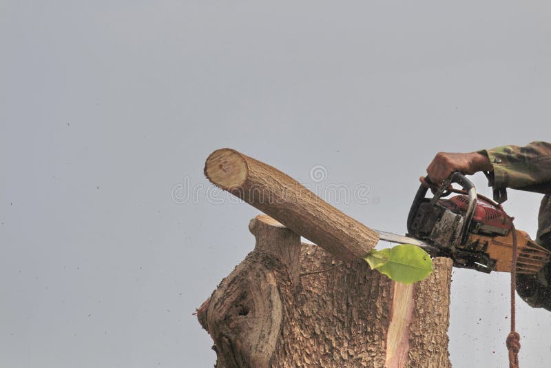 People are Cutting Down Trees with a Chainsaw Engine Stock Image ...