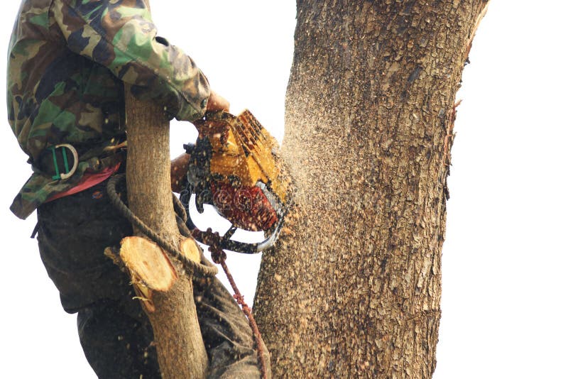 People are Cutting Down Trees with a Chainsaw Engine Stock Photo ...