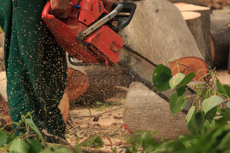 People cutting trees. stock image. Image of chain, outdoors - 75418139