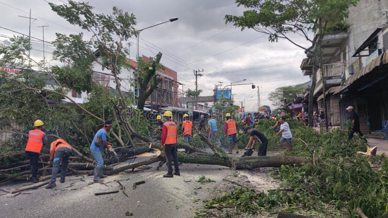 People are Cutting Trees in the Middle of the City Editorial Image ...