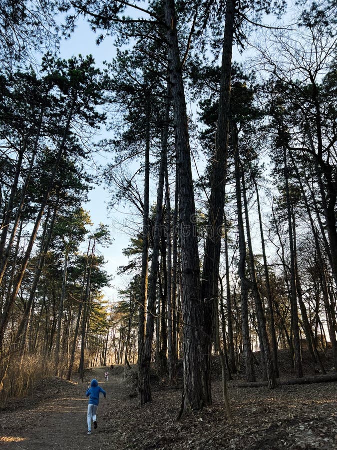 People Exploring a Scenic Forest Trail on a Sunny Day Outdoors Stock ...