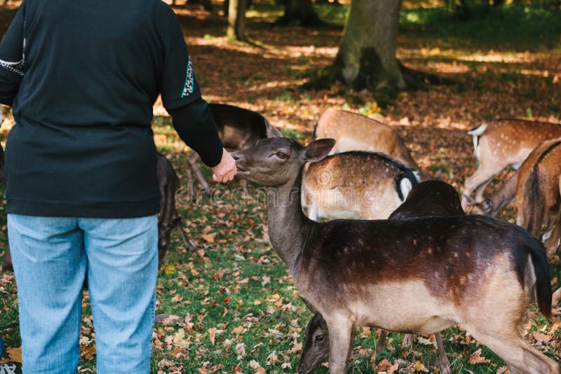 People Feed a Group of Deer in the Forest. Caring for Animals. Stock ...