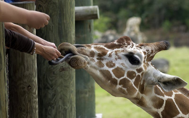 People Feeding Giraffe in Zoo Stock Image - Image of arms, portrait ...