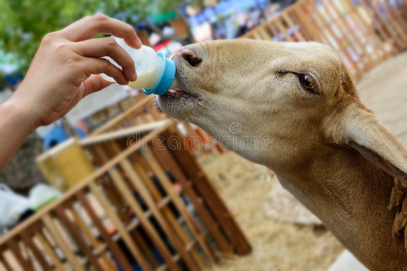 People feeding goats. stock image. Image of people, milk - 99263249