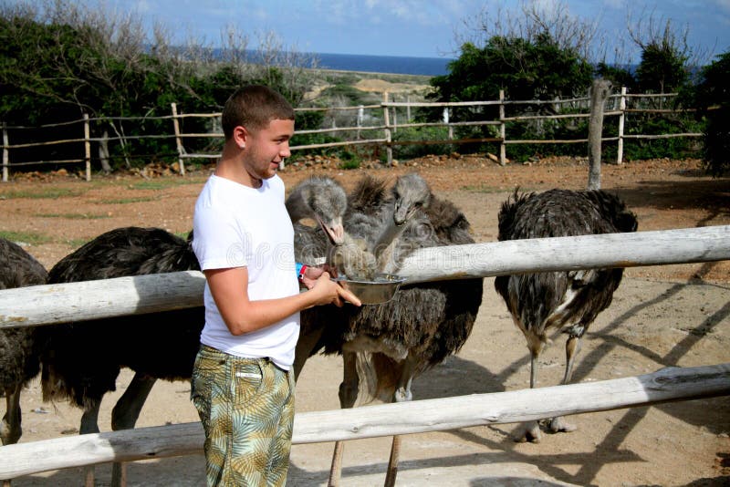 People feeding ostrich editorial stock photo. Image of australia - 86636888