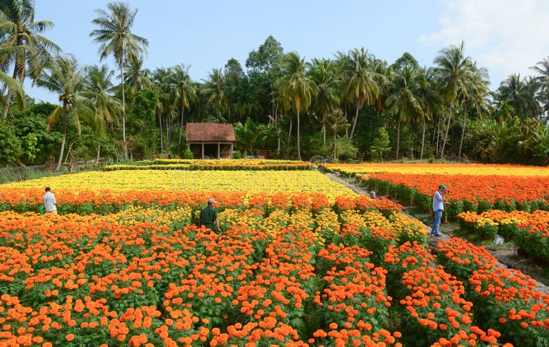 People on the Flower Fields in Mekong Delta, Vietnam Editorial ...