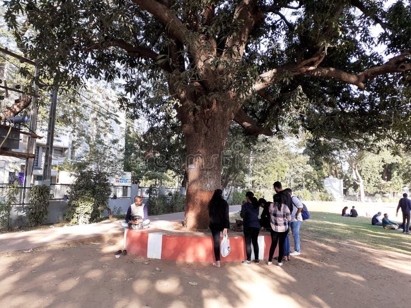 People Gather Near the Tree in the Park Editorial Photo - Image of ...
