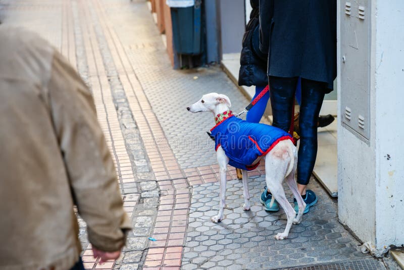People with a Greyhound Who is Clothed with a Coat Stock Photo - Image ...