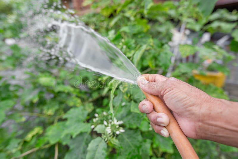 Watering of Trees and Flowers in the Park Stock Photo - Image of pavlov ...