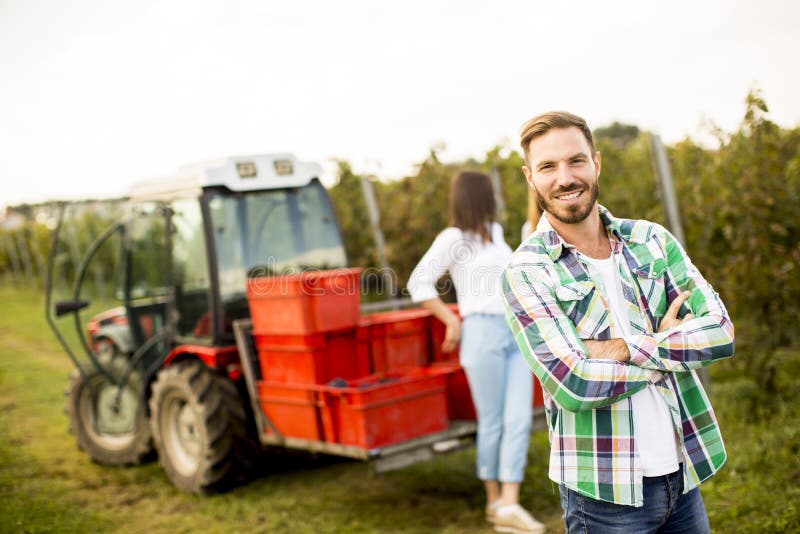People Harvesting Grapes in the Vineyard in Autumn Stock Image - Image ...