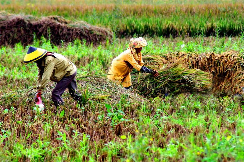 People Harvesting A Paddy Field Editorial Image - Image of scenic ...
