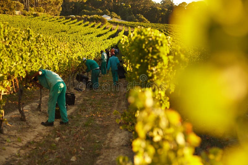 People Harvesting in Vineyard Stock Photo - Image of outdoors ...