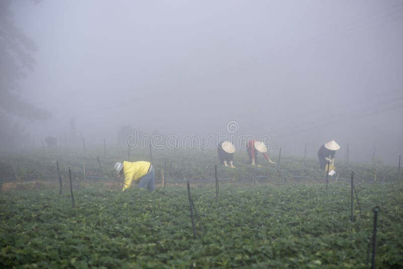 People Have Working in the Farm at Sunrise with Magic of the Light and ...