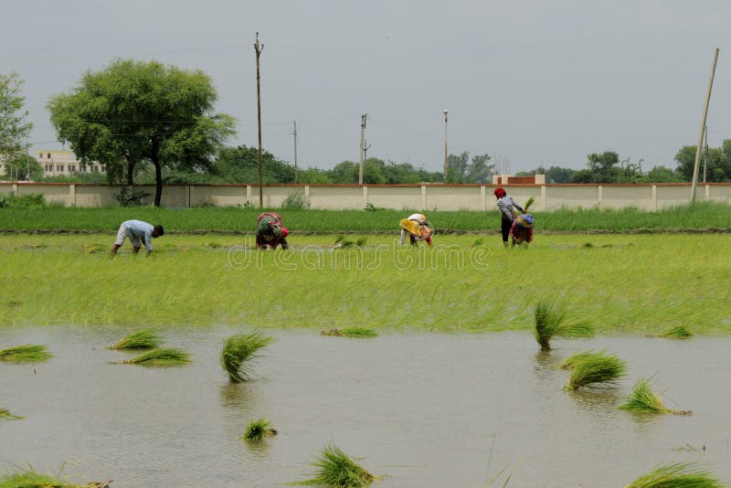 151 Peddy Stock Photos - Free & Royalty-Free Stock Photos from Dreamstime