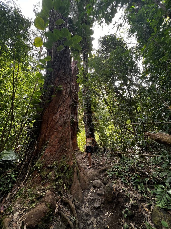 People Hiking Up a Tall Tree in a Dense Forest Stock Photo - Image of ...
