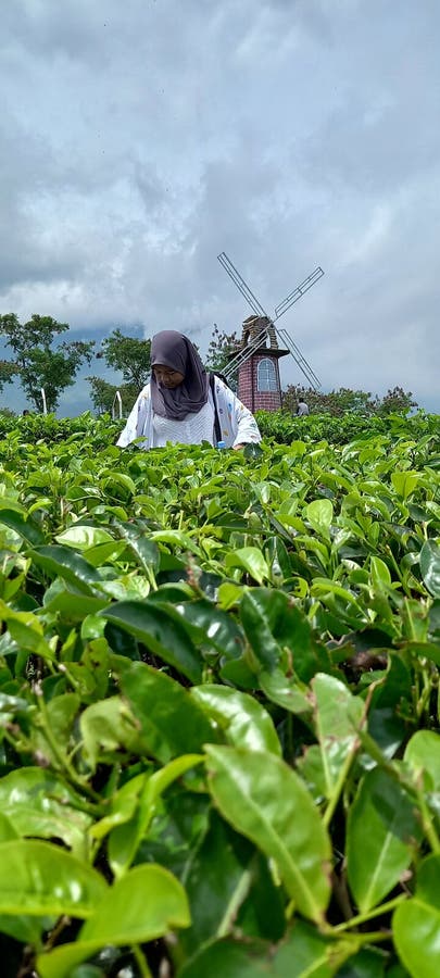 Kebun Tea Malang Stock Photos - Free & Royalty-Free Stock Photos from ...