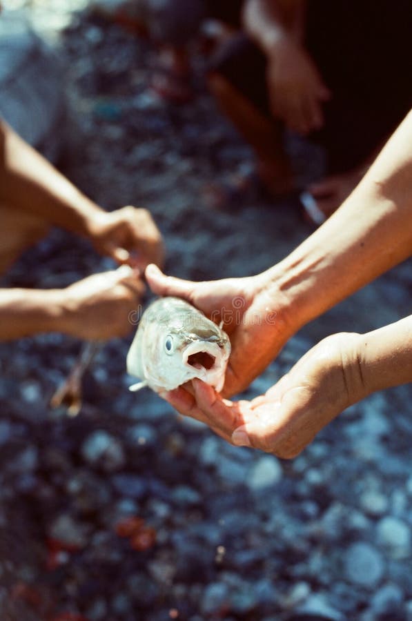 Killing fish stock image. Image of killing, farming, carp - 64222419