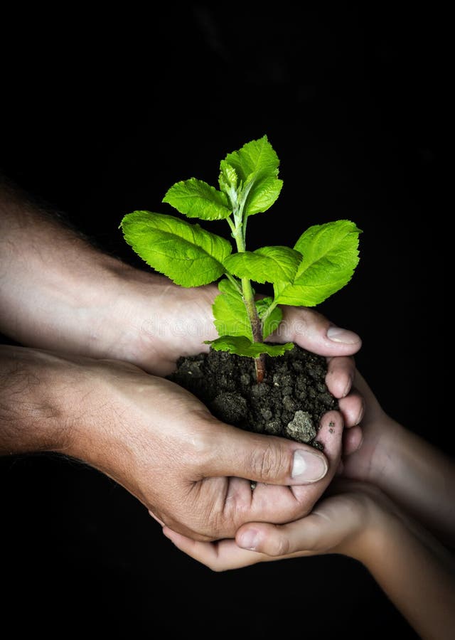 People Looking after a Little Tree Stock Image - Image of conceptual ...