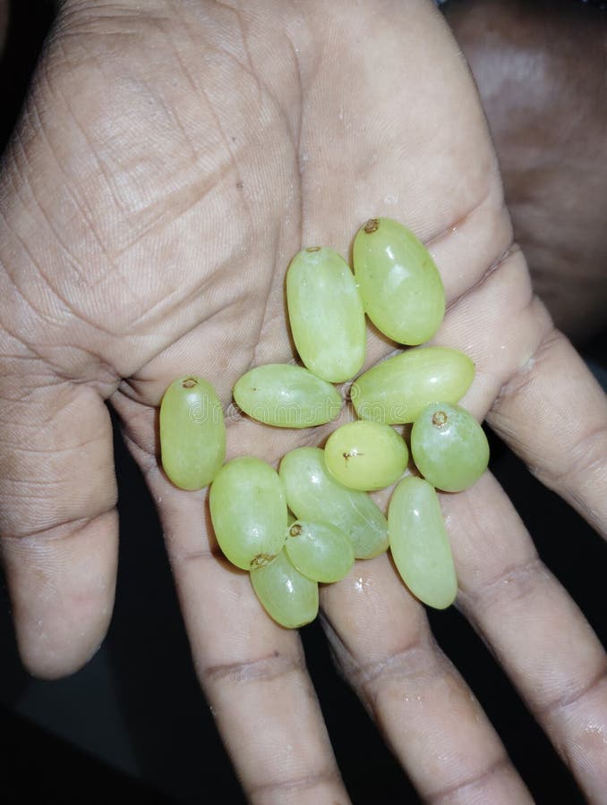 People man grapes fruit stock image. Image of herb, plant - 317248969