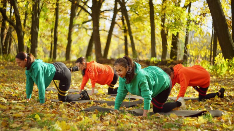 People in Nature Practicing Stretching Exercises among Trees in the ...