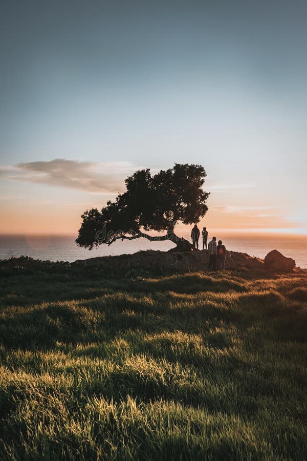 People Near the Tree on the Shore during the Sunset Stock Photo - Image ...