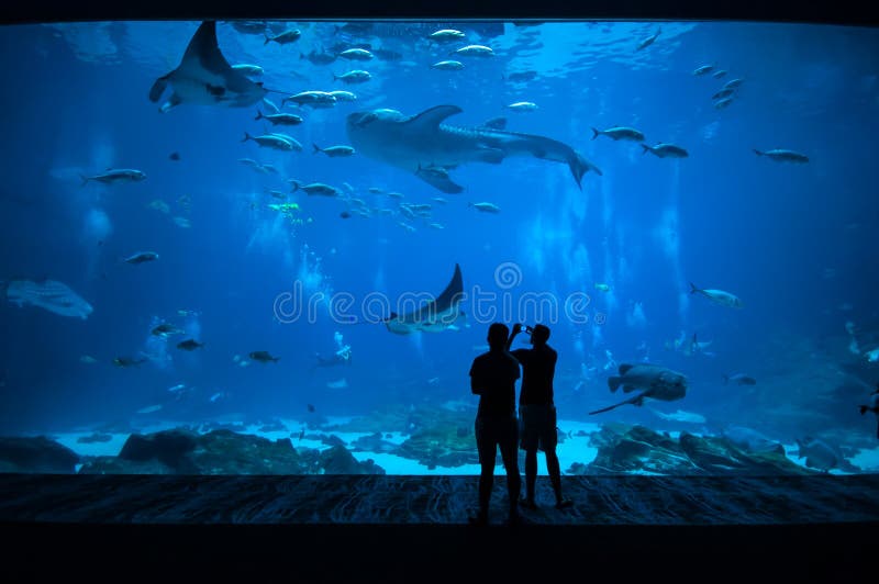 People Observing Fish at the Aquarium 1 Editorial Photo - Image of blue ...