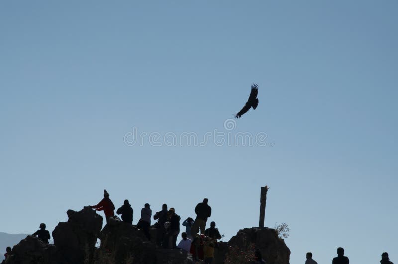 People Overview for Condors Flying Stock Image - Image of flying ...