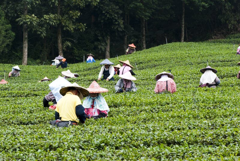 Harvesting green tea stock image. Image of green, harvest - 36597683