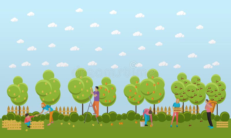 People Picking Fruit in Garden, Vector Illustration. Stock Vector ...