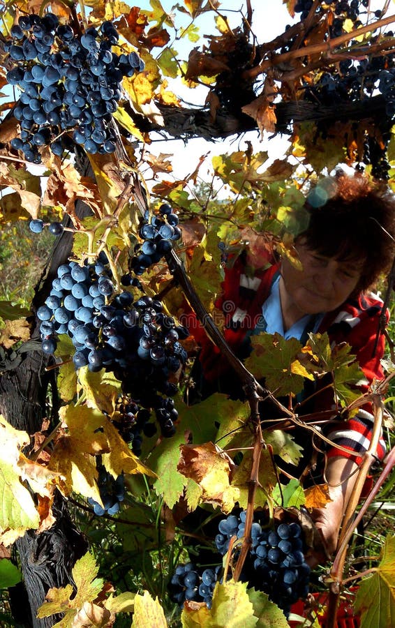 People Picking Grapes in Plovdiv Editorial Photo - Image of season ...