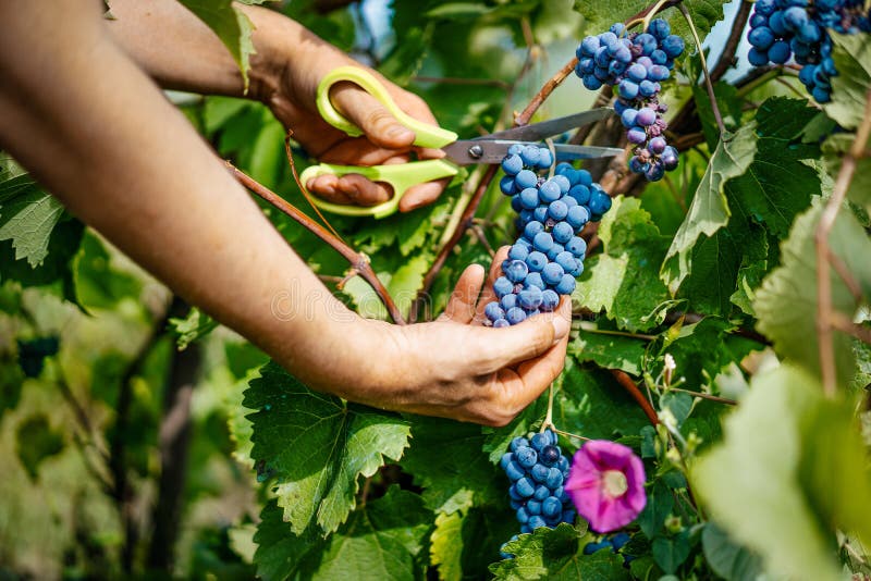 Person picking grape stock photo. Image of nature, grapes - 258264470