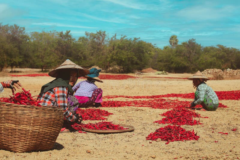 People Picking Up Dry Chilli on a Field in Bagan Editorial Image ...