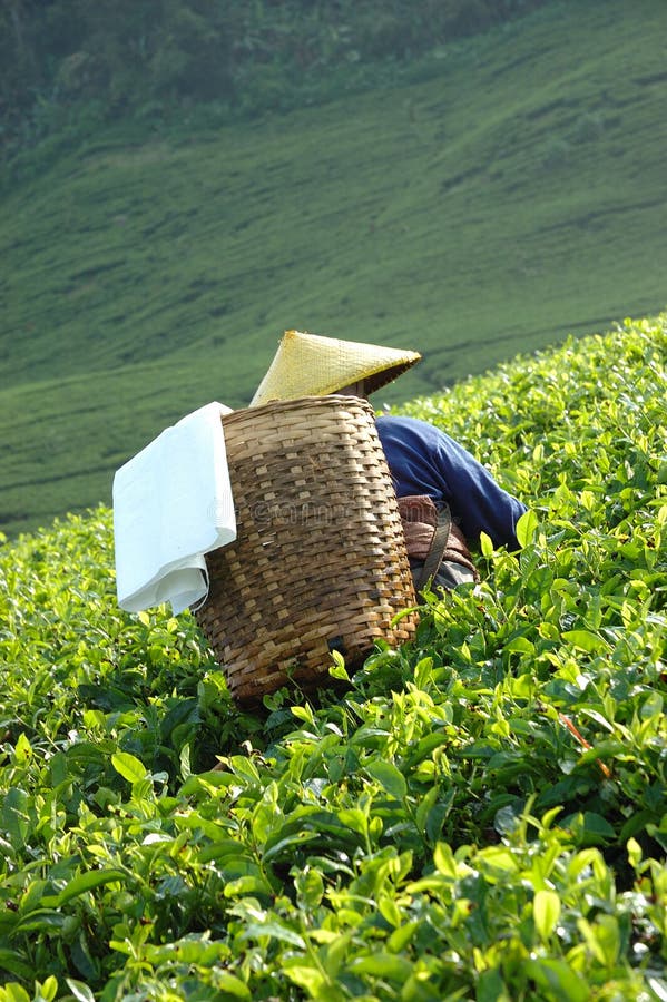 Tea picker s basket stock photo. Image of traditional, green - 334754