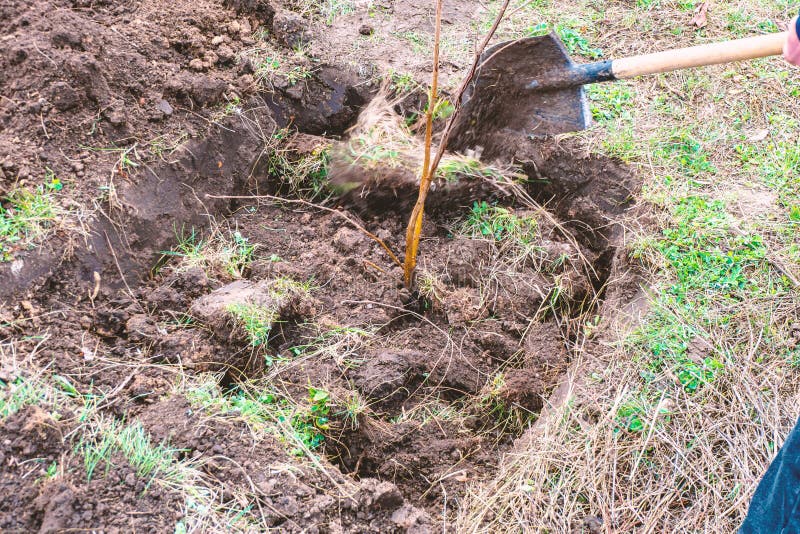 People Plant Hazelnut Tree Seedlings Stock Image - Image of people ...