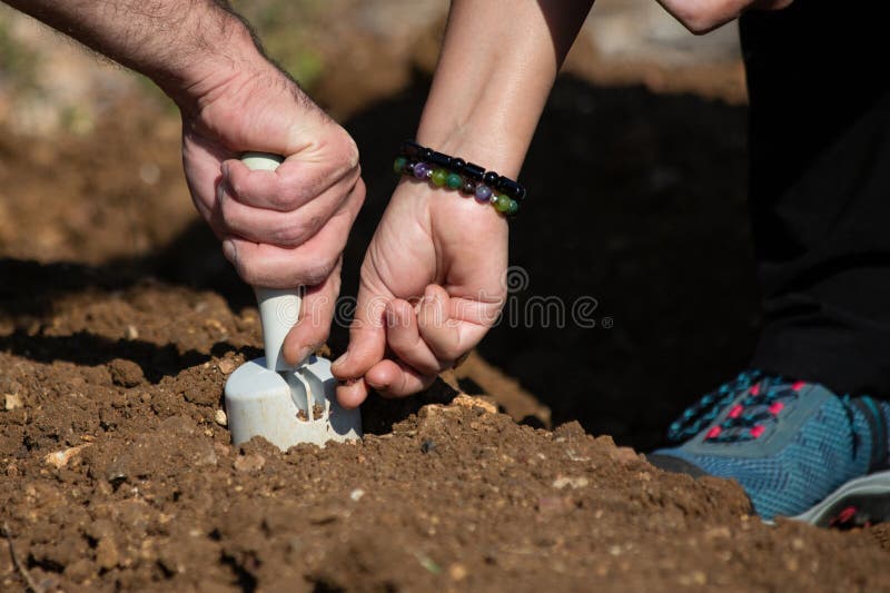 People Planting Trees in Community Garden. Generative Ai Stock Image ...