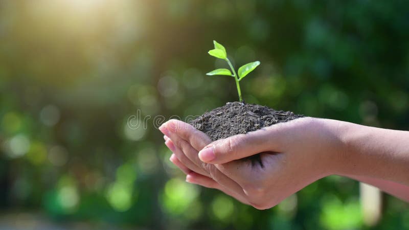 People are Planting Trees in Their Hands. There are Trees, Ideas for ...