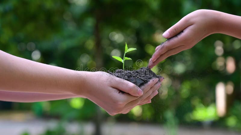People are Planting Trees in Their Hands. There are Trees, Ideas for ...