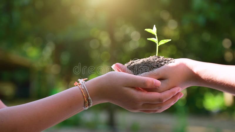 People are Planting Trees in Their Hands. There are Trees, Ideas for ...