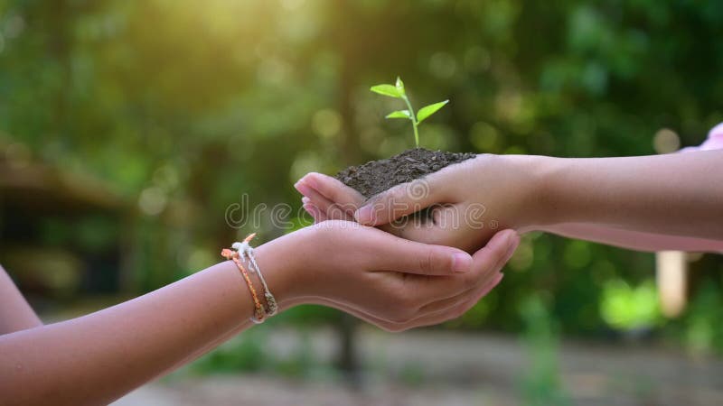 People are Planting Trees in Their Hands. There are Trees, Ideas for ...