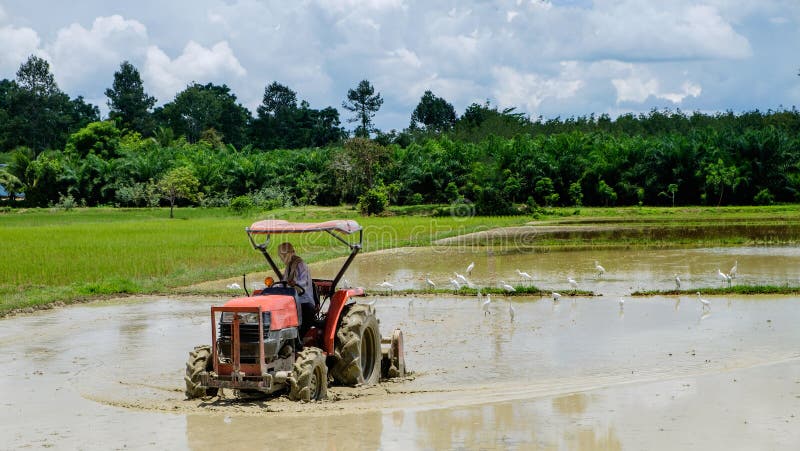 People are Plowing for Rice Stock Photo - Image of harvest, grass ...